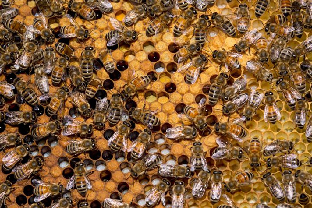 How Many Frames of Capped Brood is Optimum in a Double Deep During ...